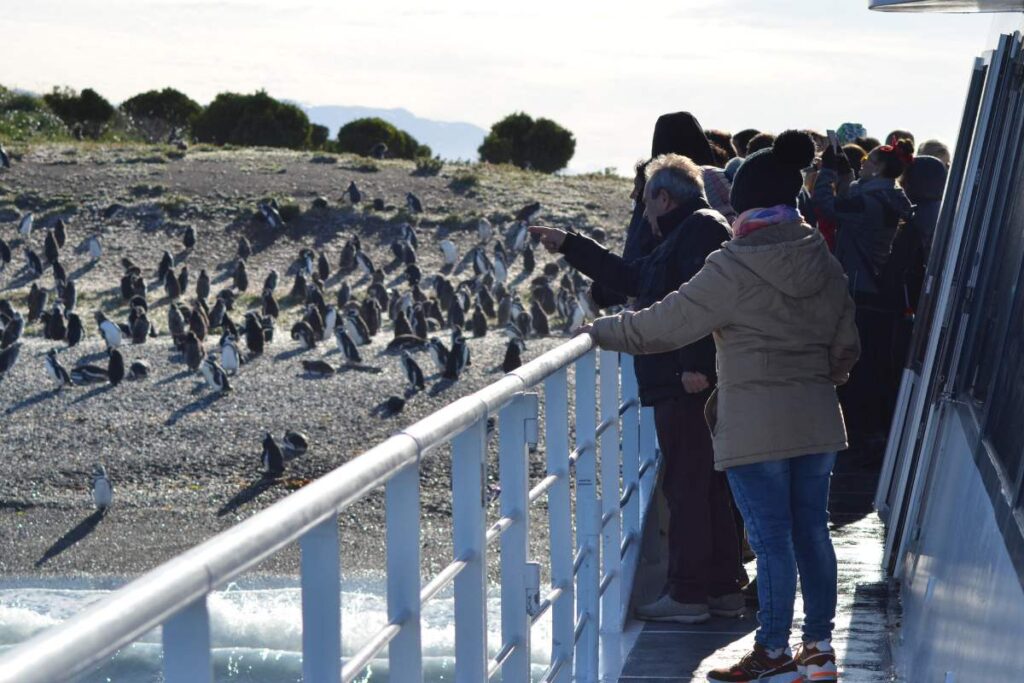 Cuándo es la temporada de pingüinos en Ushuaia - Turismo en Ushuaia